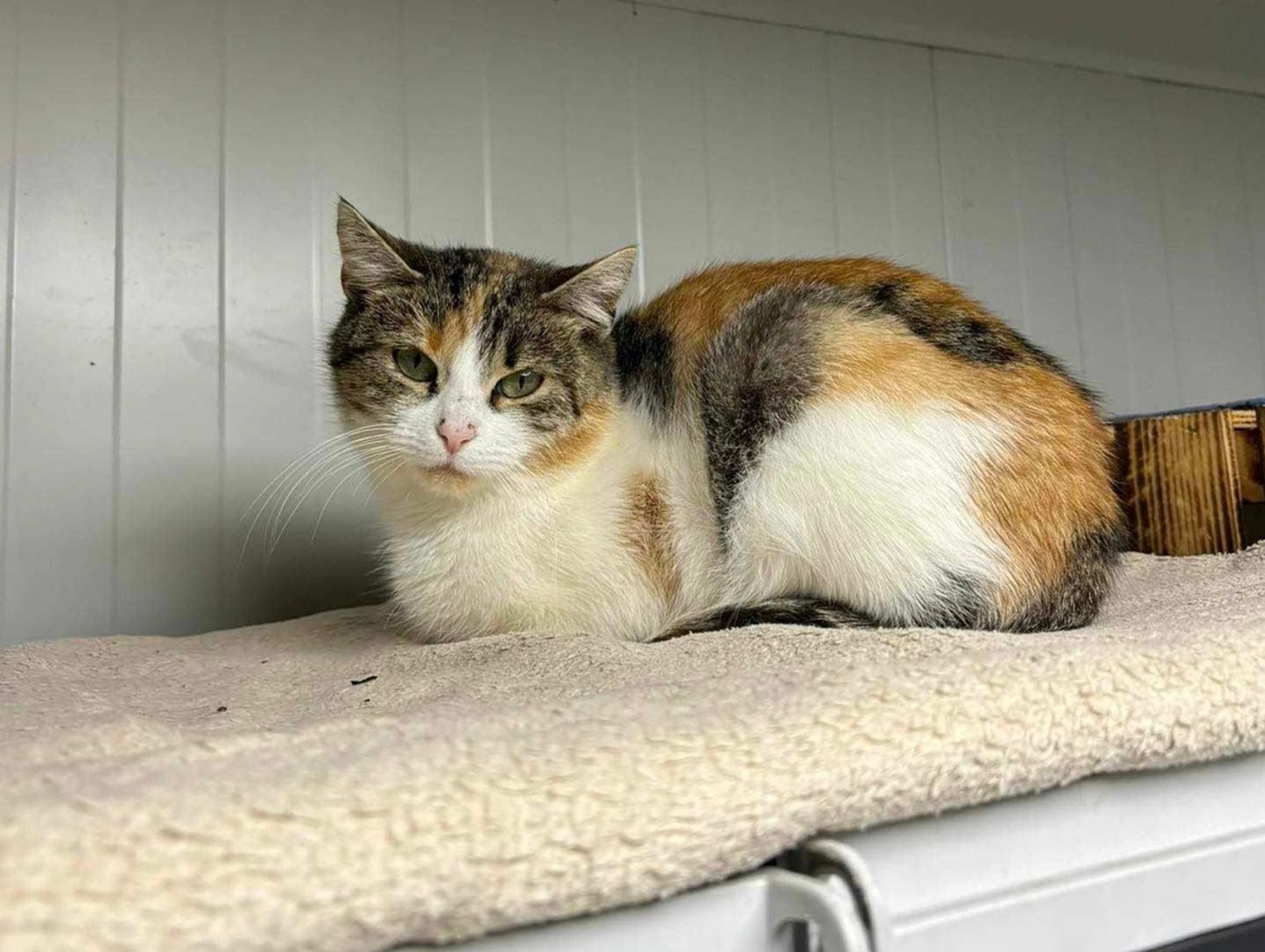 10-miesięczna Psotka szuka domu