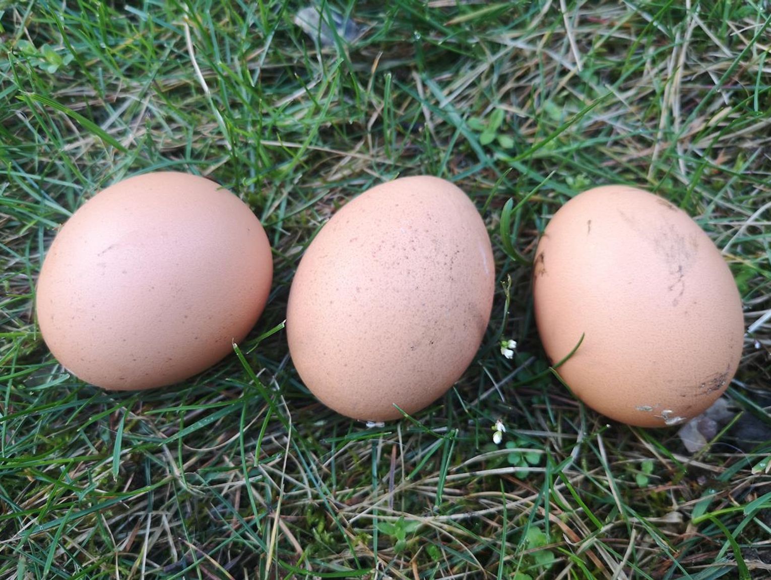 Jajo - wytwór doskonały. Temat w sam raz na Wielkanoc