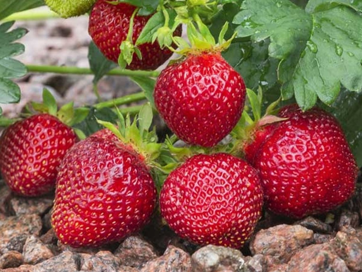 Porozumienie z naturą: praktyczne wskazówki dotyczące sadzon Porozumienie z naturą: praktyczne wskazówki dotyczące sadzon